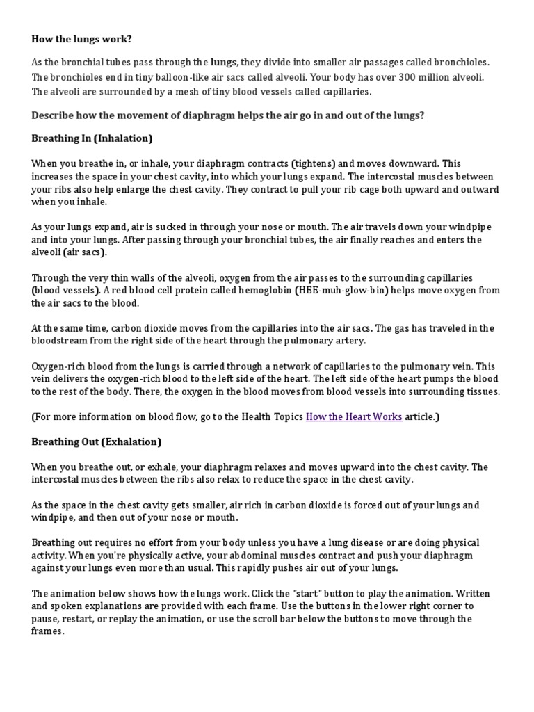 How The Lungs Work? | PDF | Lung | Breathing