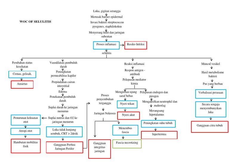 Woc of Selulitis | PDF