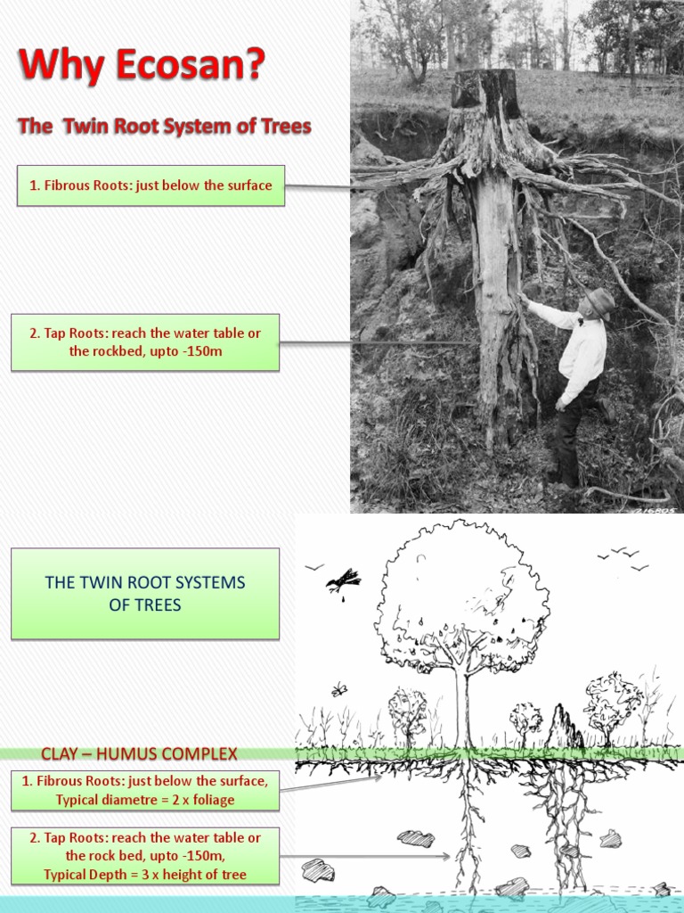 The Interconnected Root Systems and Soil Formation Processes of Trees ...