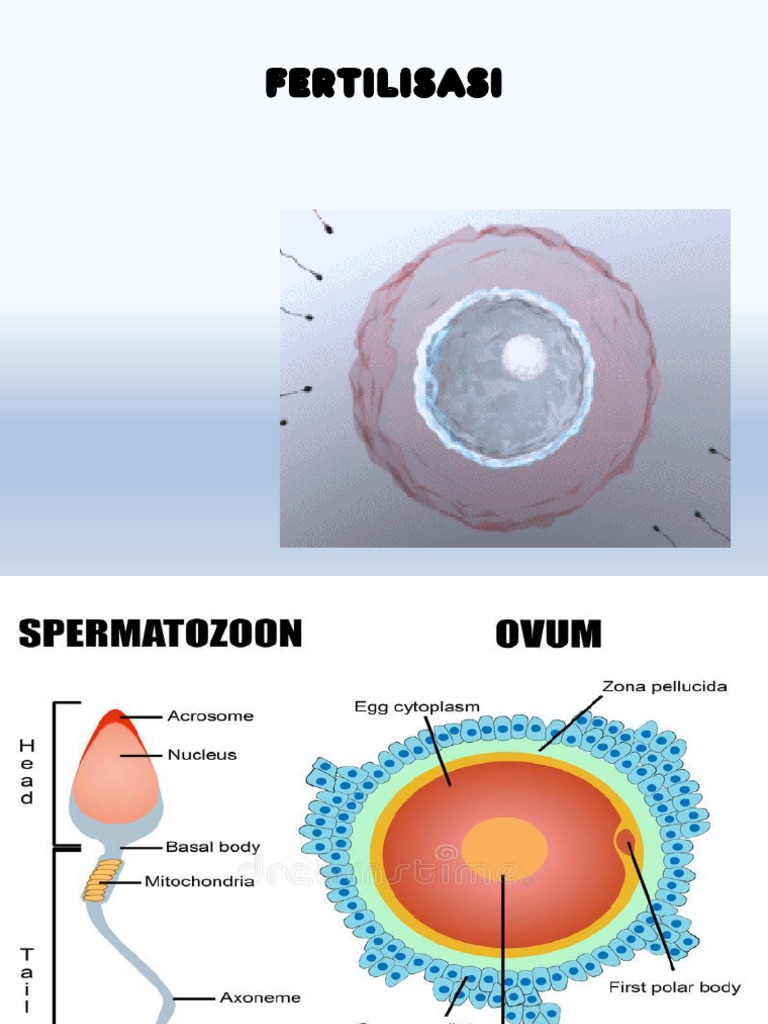 Fertilisasi | PDF | Kesehatan Holistik | Sains & Matematika