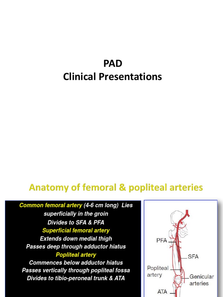 PAD Clinical Presentations | PDF | Stroke | Ischemia