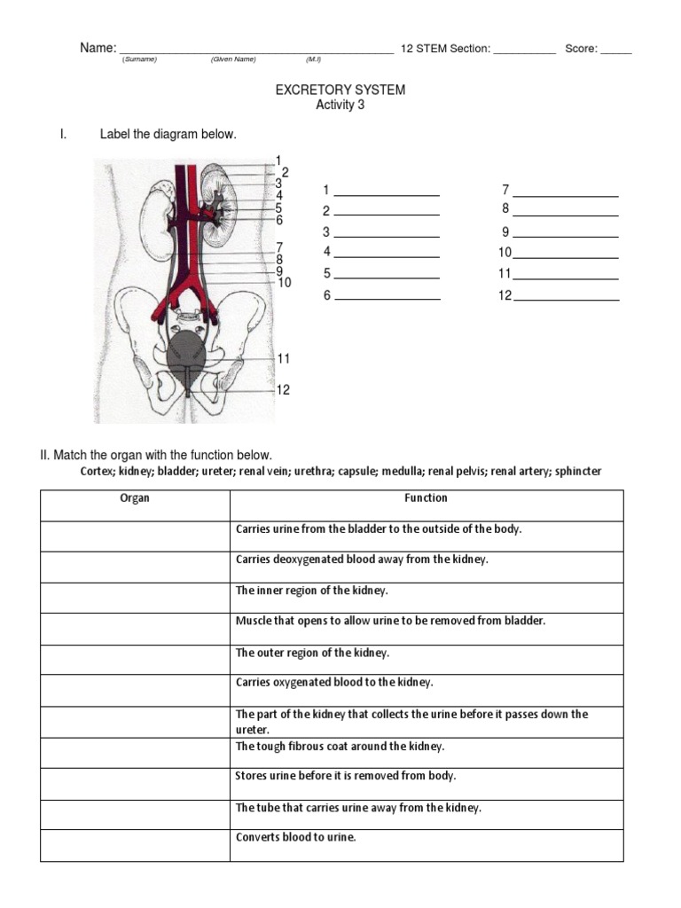 Activity Excretory Part 1 PDF | PDF | Kidney | Urinary Bladder