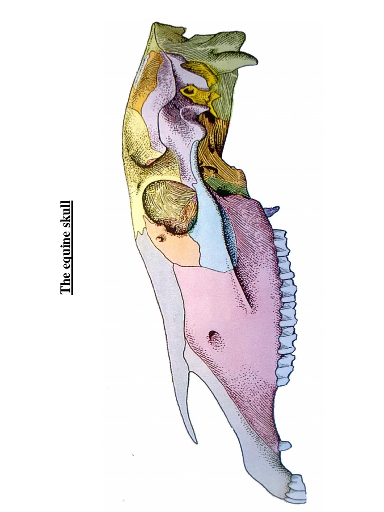 Skull Numbers | PDF | Primate Anatomy | Nervous System