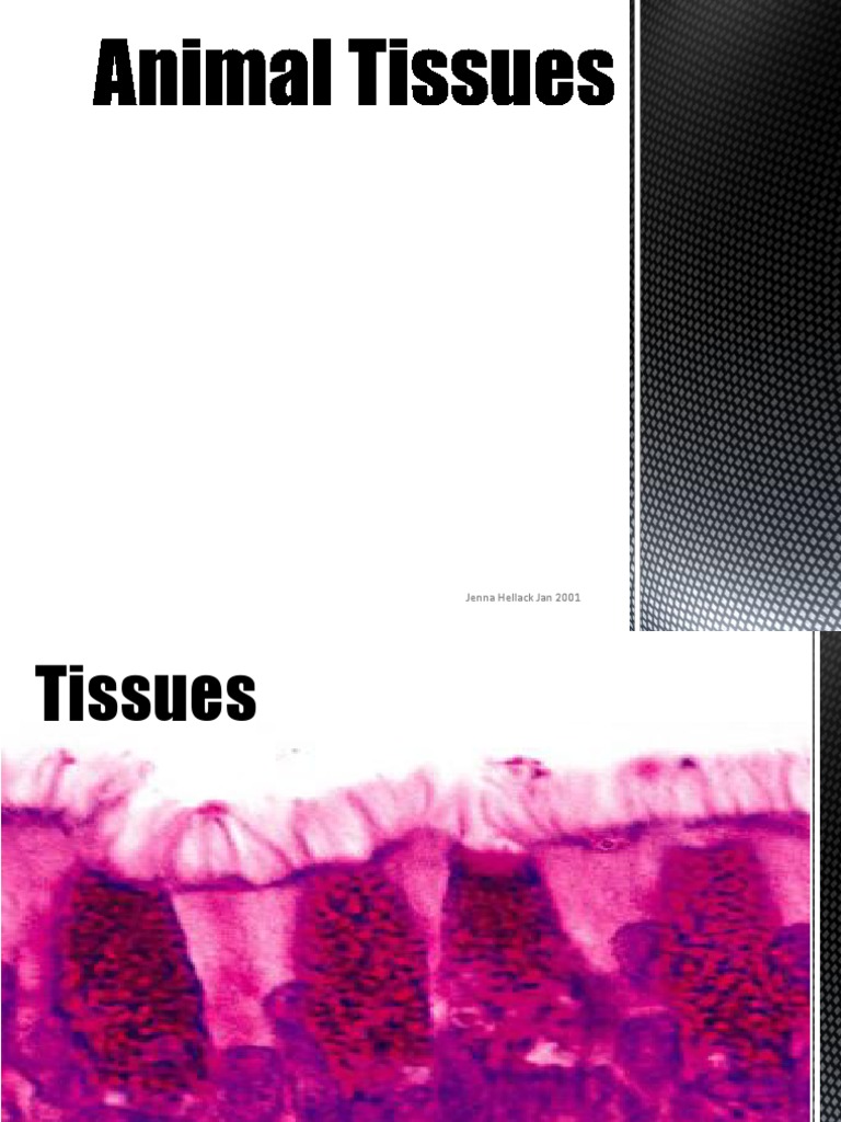 Animal Tissues PDF | PDF | Epithelium | Zoology