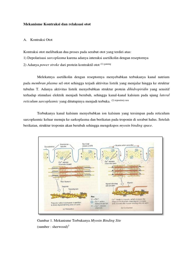 Mekanisme Kontraksi Dan Relaksasi Otot | PDF Mekanisme Kontraksi Dan Relaksasi Otot | PDF