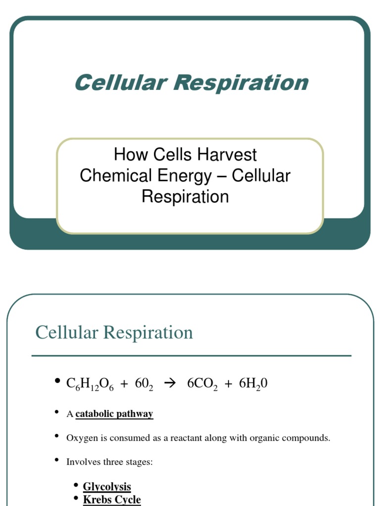 How Cells Harvest Chemical Energy - Cellular Respiration | PDF ...