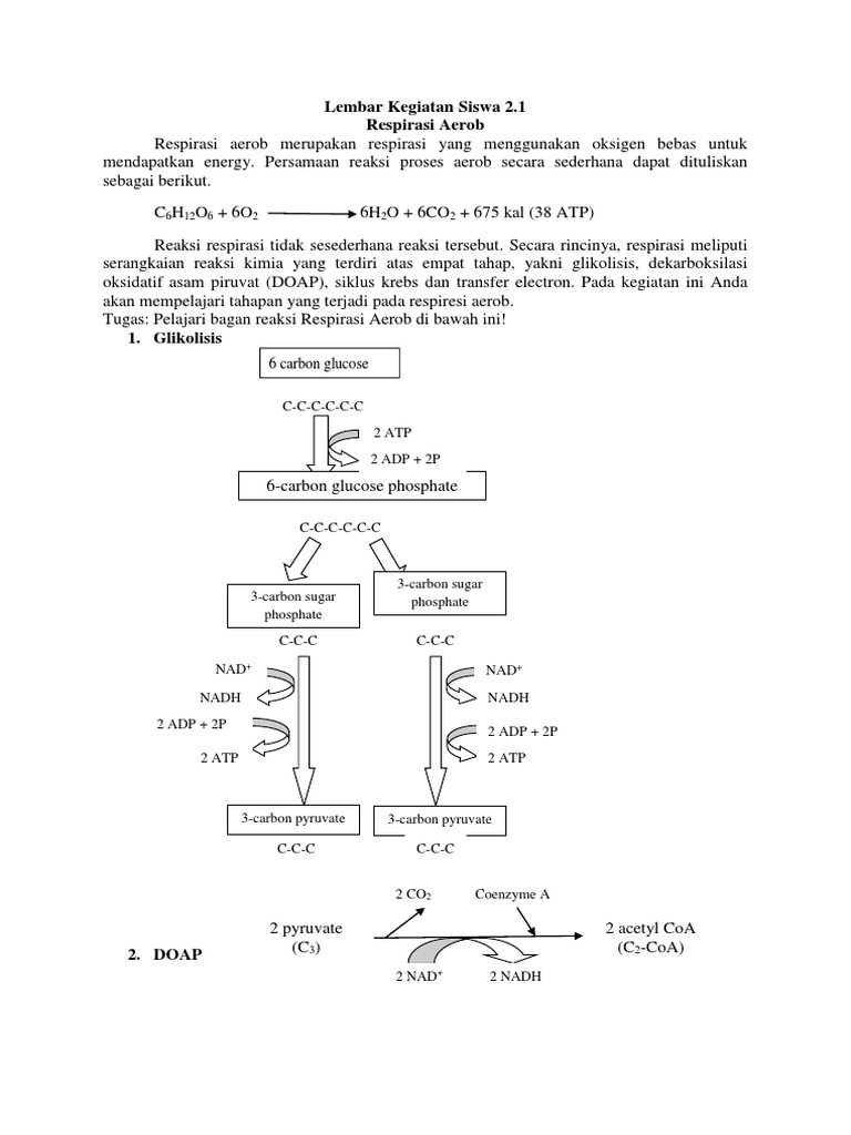 Lembar Kegiatan Siswa 2 Respirasi Aerob | PDF