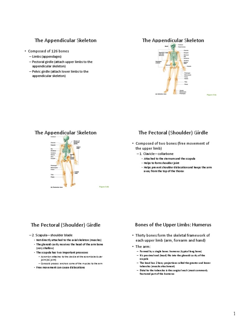Appendicular Skeletal System | PDF | Pelvis | Human Leg