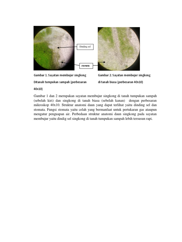 Struktur Anatomi Daun Singkong Mikroskopis | PDF | Ilmu Sosial | Sains ...
