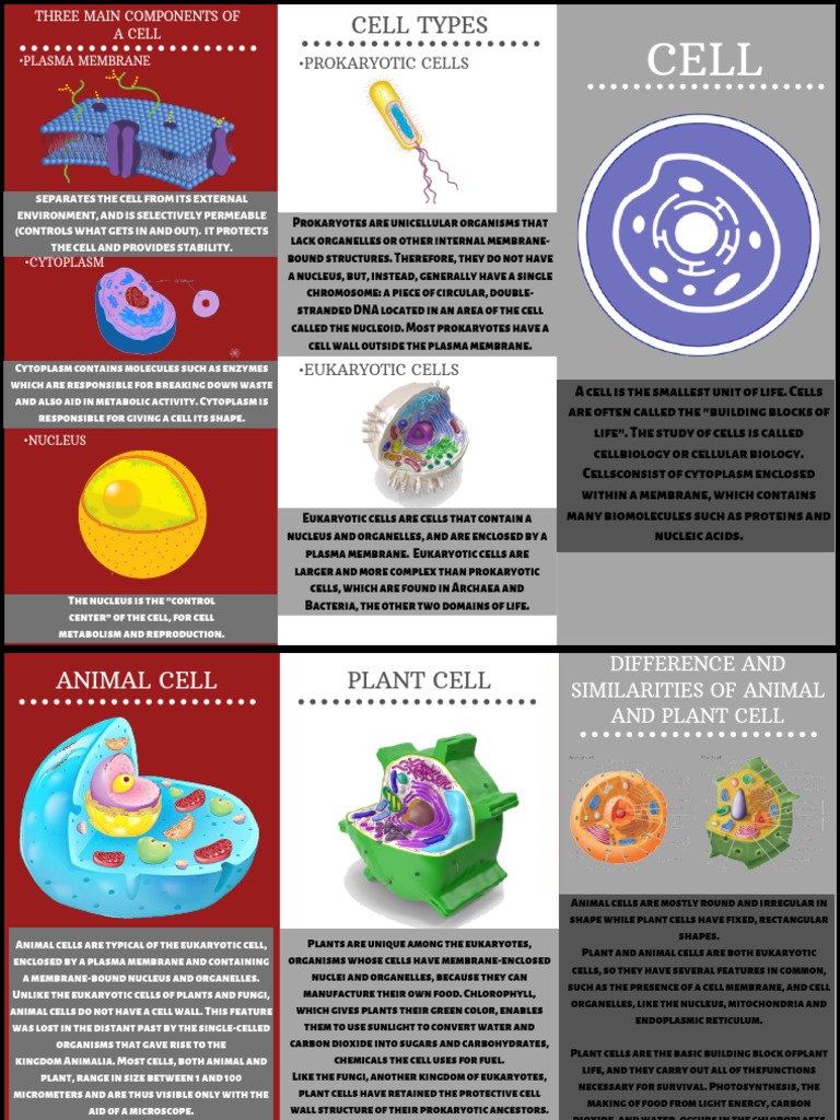 Three Main Components of a Cell: Plasma Membrane, Cytoplasm, and ...