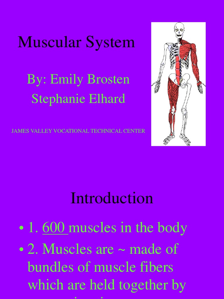 Muscular System | PDF | Anatomical Terms Of Motion | Skeletal Muscle