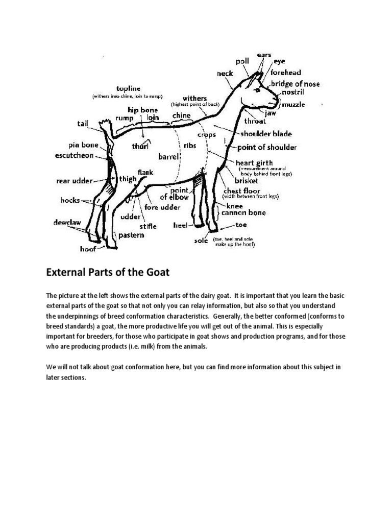 Anatomy Goat | PDF | Tooth | Goat