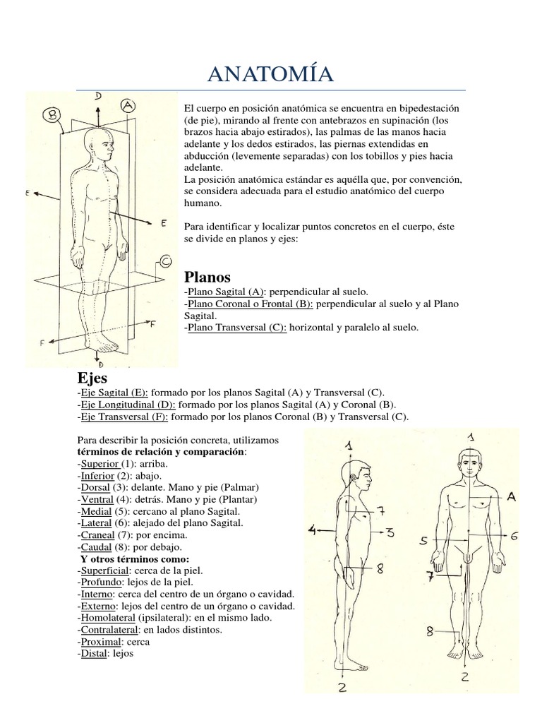 Una guía completa de los términos anatómicos básicos y su aplicación ...