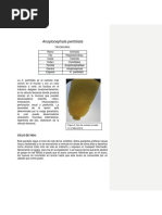 Bunostomosis: Infección por Bunostomum | PDF | Diarrea | Pulmón