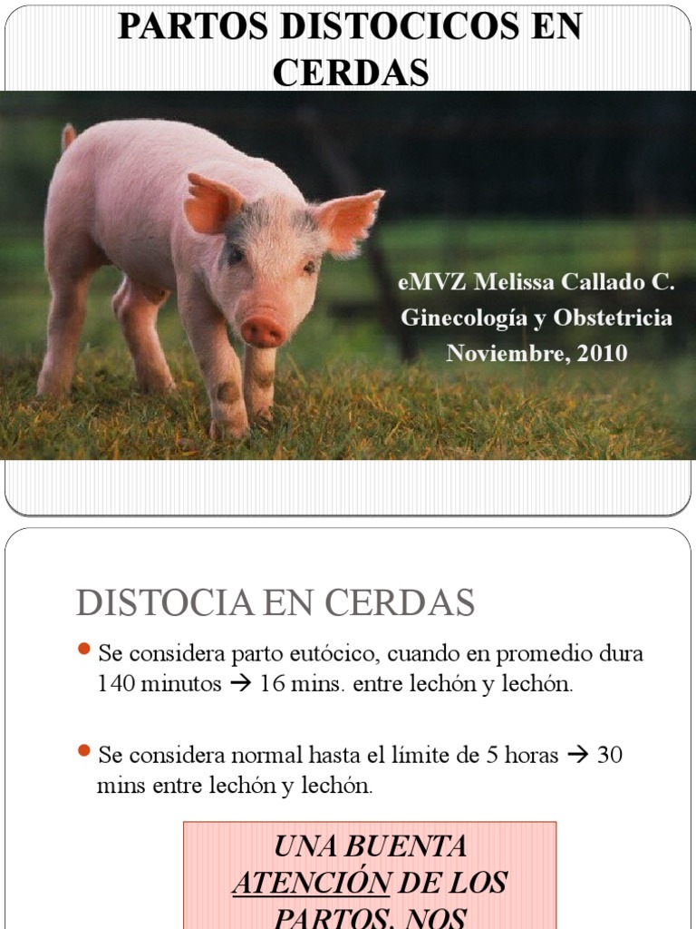 Partos Distocicos en Cerdas y Perras (Mely) | PDF | Parto | Ciencias de ...