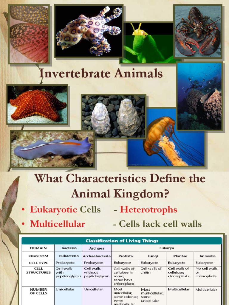 SCIENCE 6 Q2 Invertebrates | PDF | Protozoa | Invertebrate