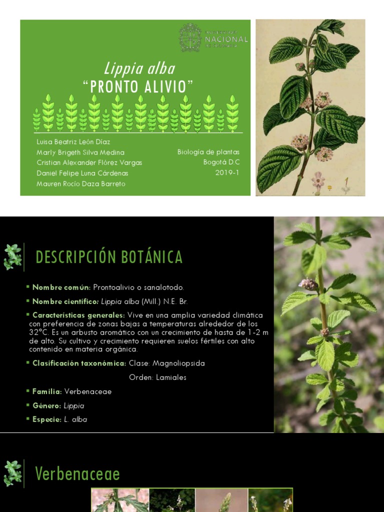 Lippia alba: Propiedades y Usos Medicinales | PDF | Ramas de la ...