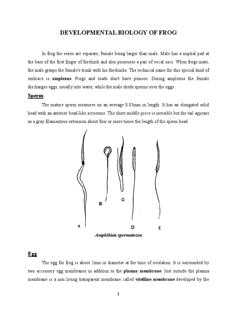 Developmental Biology of Frog: Sperm | PDF | Cerebrum | Fertilisation