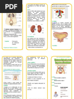Triptico Del Sistema Excretor | PDF | Sistema urinario | Riñón