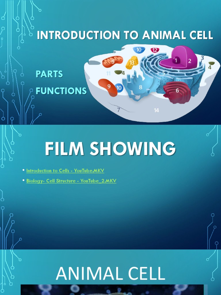 Introduction To Animal Cell: Parts Functions | PDF | Endoplasmic ...