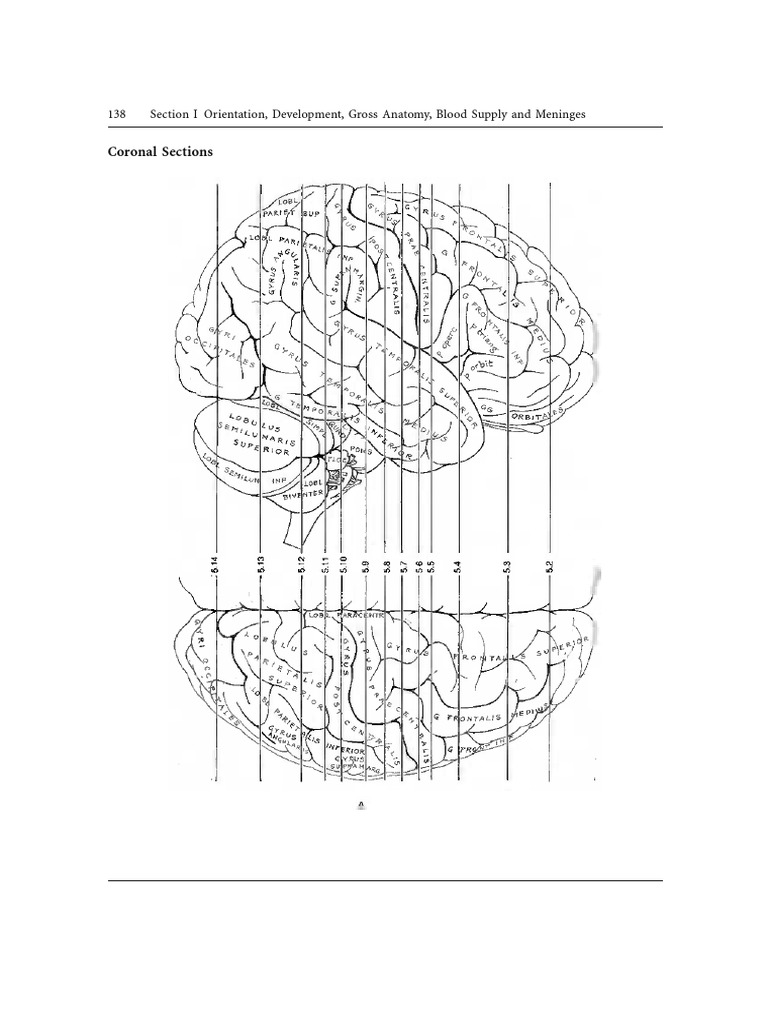 Coronal Sections: 138 Section I Orientation, Development, Gross Anatomy ...