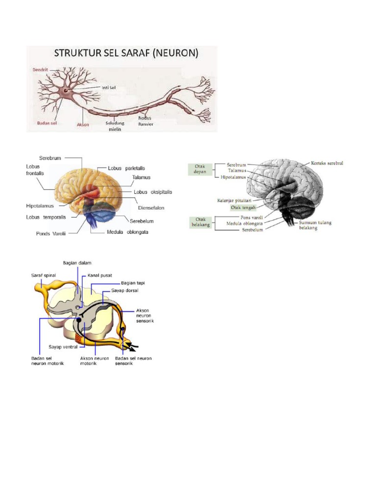 Struktur Sel Saraf, Otak Spinalis Cordata