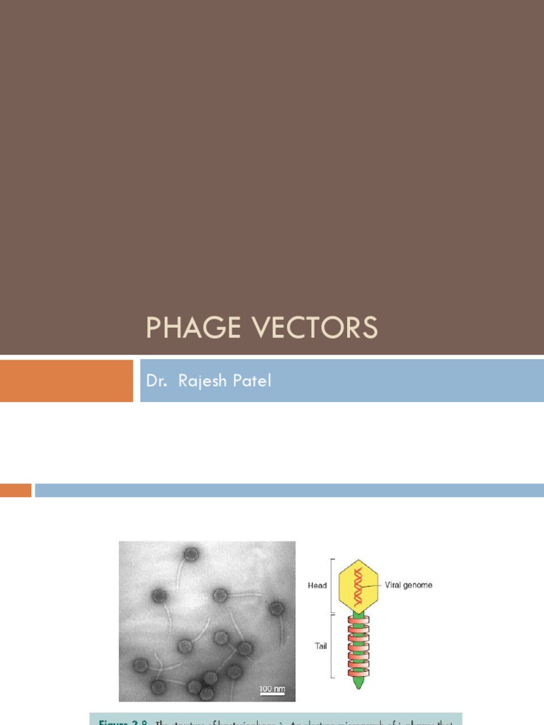 Bacteriophage Vectors and Cloning Strategies | PDF | Molecular Cloning ...