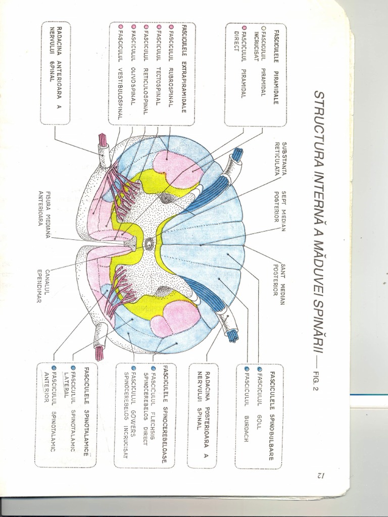 Planse Anatomie | PDF