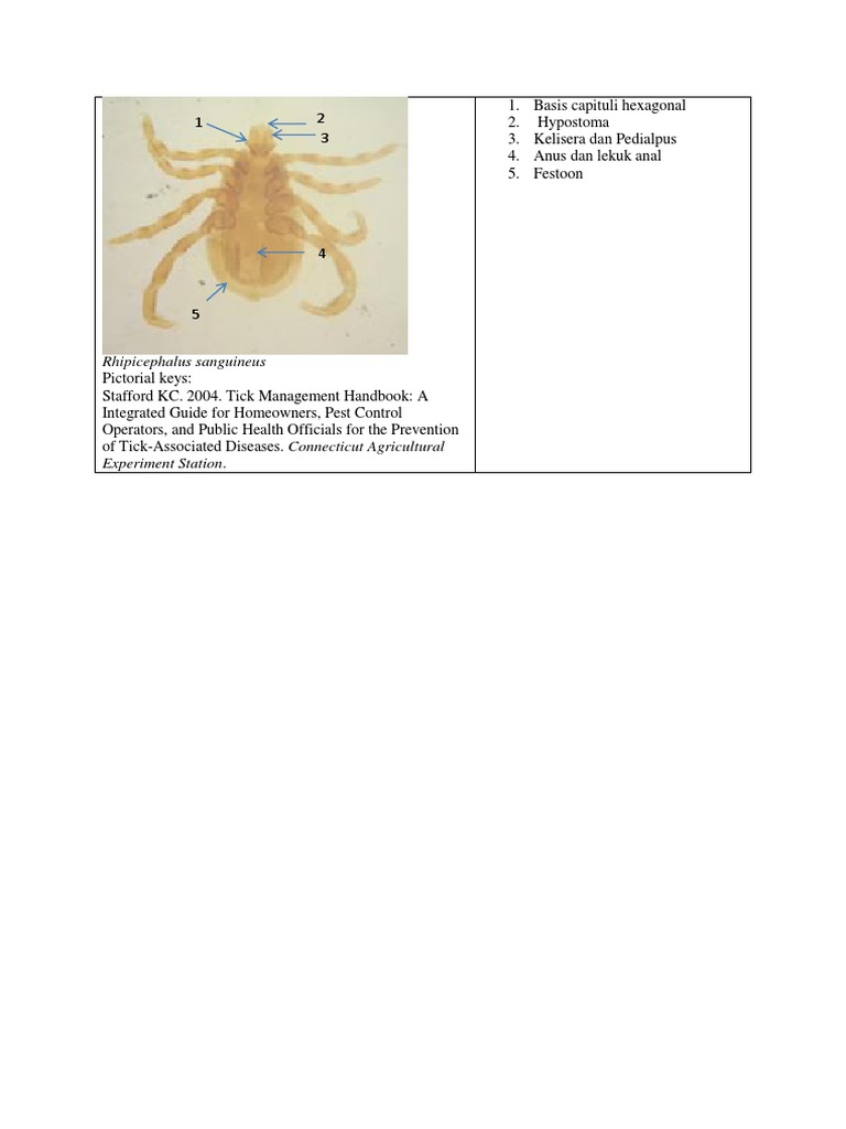 Kelisera in Rhipicephalus Sanguineus | PDF