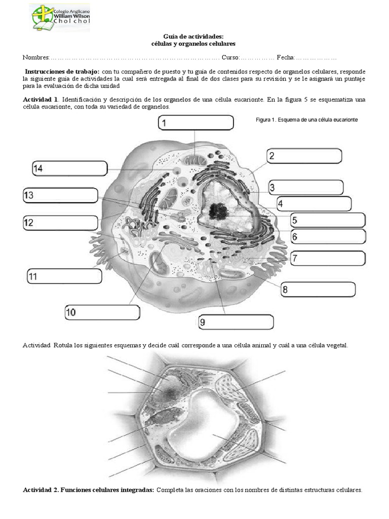 Guia de Actividades de Celula | PDF | Ribosoma | Biología Celular)