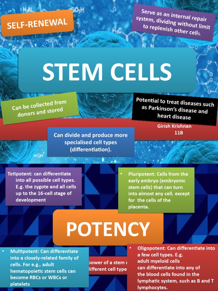Stem Cells Biology | PDF | Cell Potency | Embryonic Stem Cell