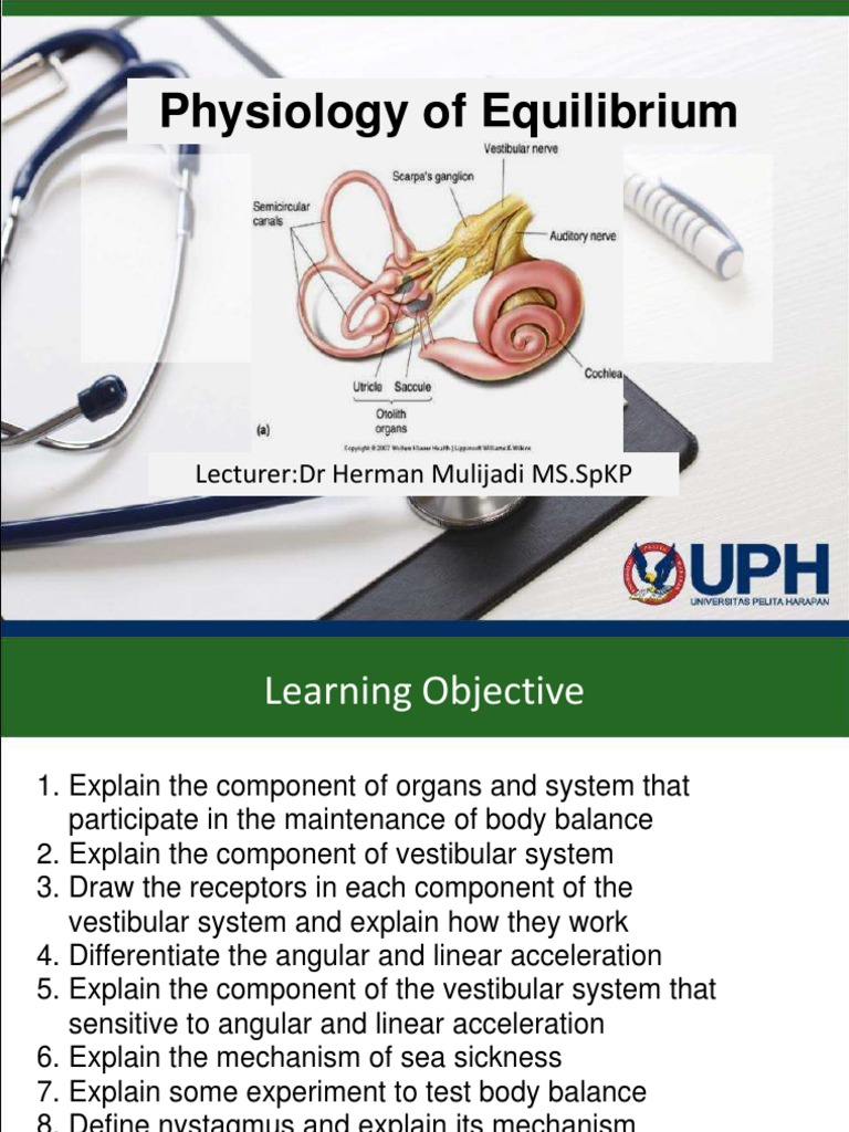 Equilibrium | PDF | Vestibular System | Cerebellum