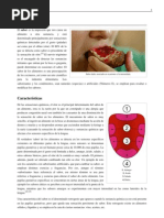 Práctica #05 Identificación de Los 4 Sabores Básicos | PDF | Sabor | Gusto