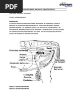 Anatomía del aparato reproductor del gallo | PDF | Salud y bienestar ...