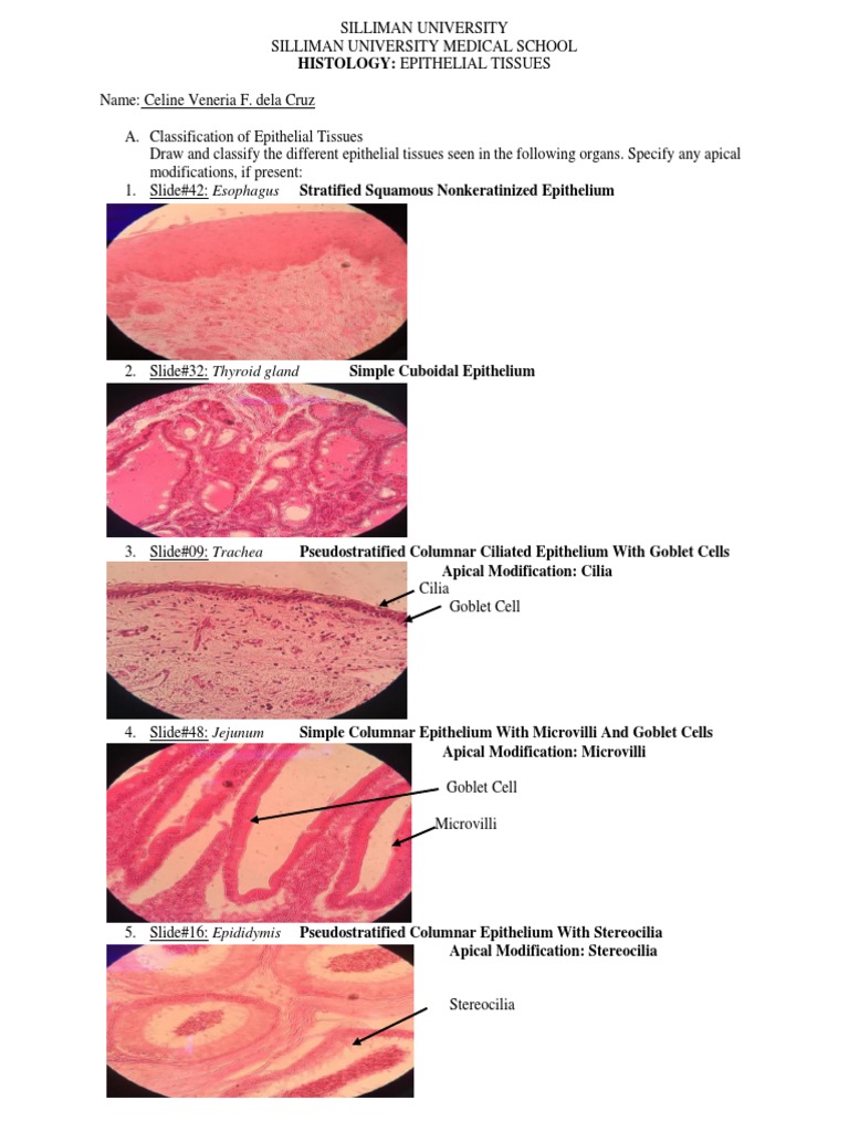 Histology Lab | PDF | Epithelium | Anatomy
