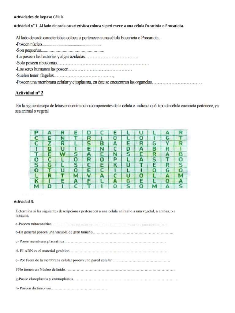 Actividades de Repaso Célula | PDF