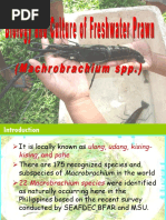 Giant Freshwater Prawn Farming Guide | PDF | Fishing Industry