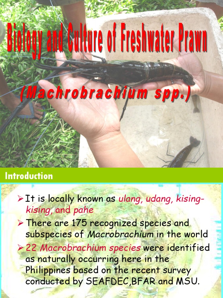 Updated Biology and Culture of Ulang | PDF | Agriculture | Nature