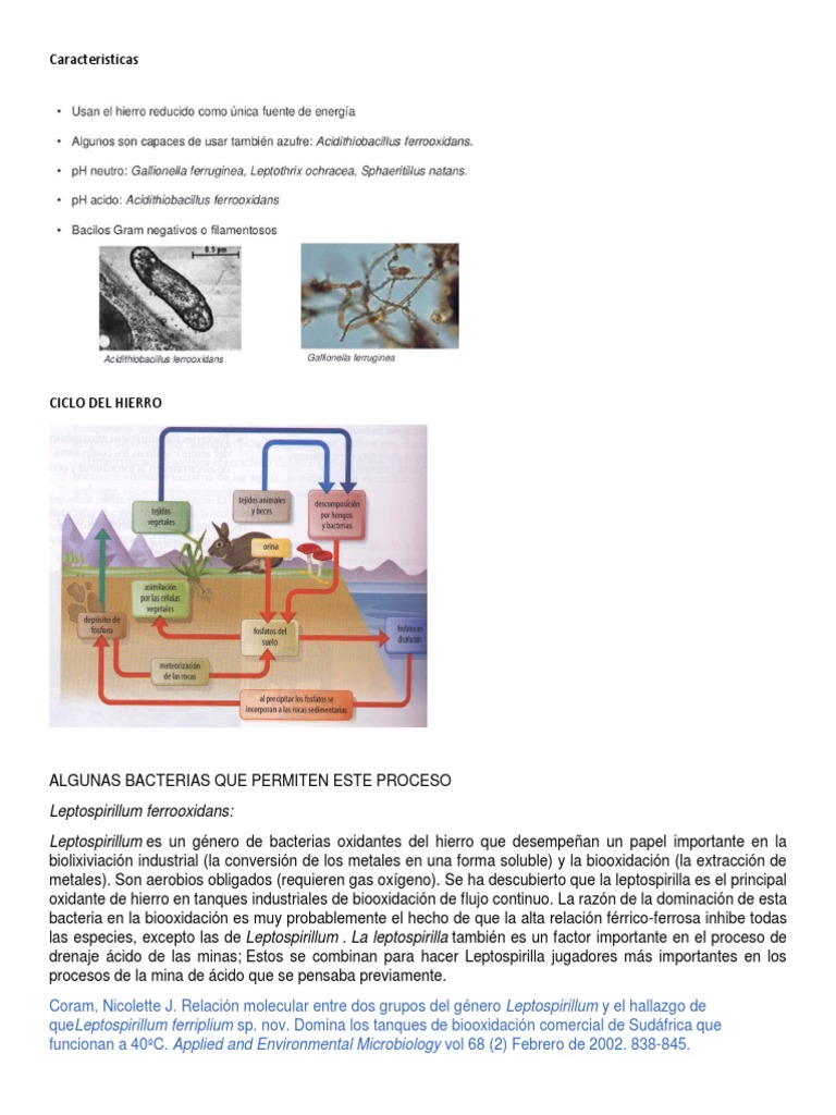 Ciclo Biogeoquimico Del Hierro y El Azufre | PDF | Las bacterias | Hierro