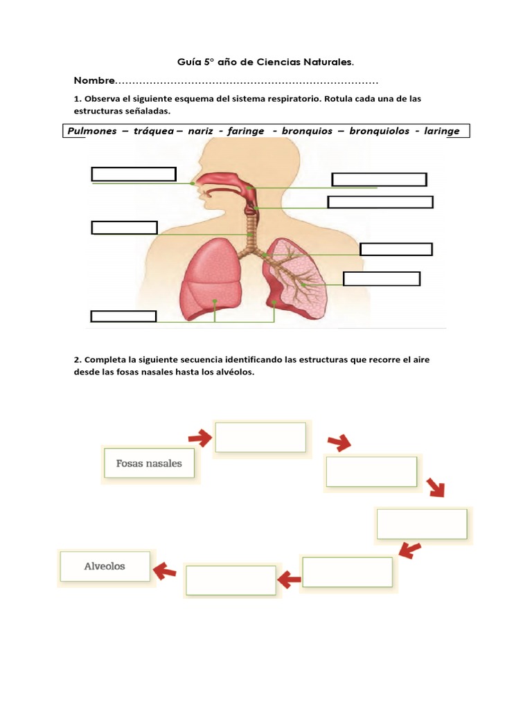 Pulmones – tráquea – nariz - faringe - bronquios – bronquiolos ...