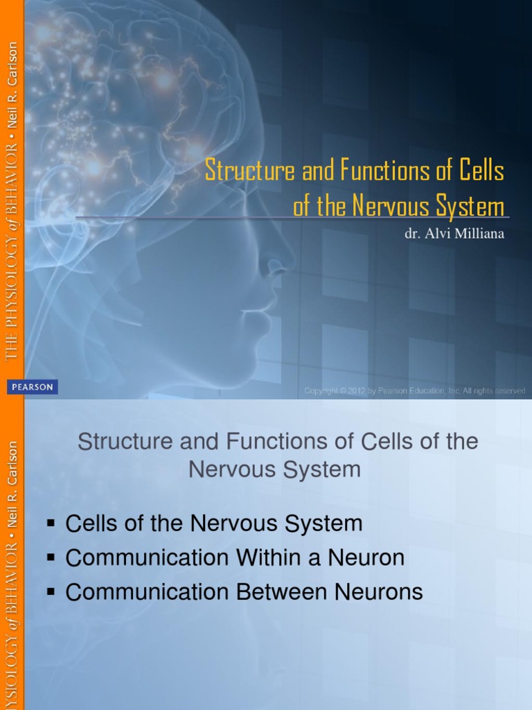Struktur Dan Fungsi Neuron Part 1 | PDF | Neuron | Action Potential