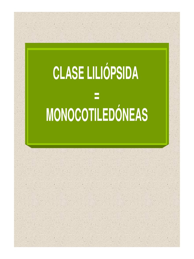 Liliopsida I 2013 Pdf Arecaceae Horticultura Y Jardinería