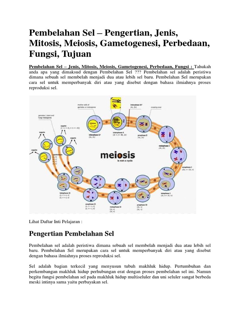 Jenis dan Proses Pembelahan Sel | PDF | Sains & Matematika