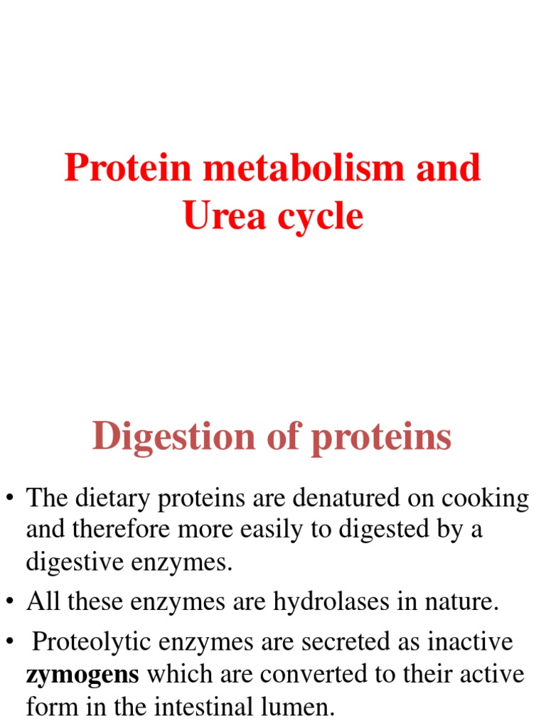 Urea Cycle and Protein Metabolism | PDF | Trypsin | Structural Biology