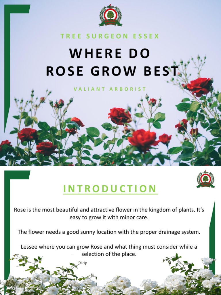 Where Do Roses Grow Best | PDF