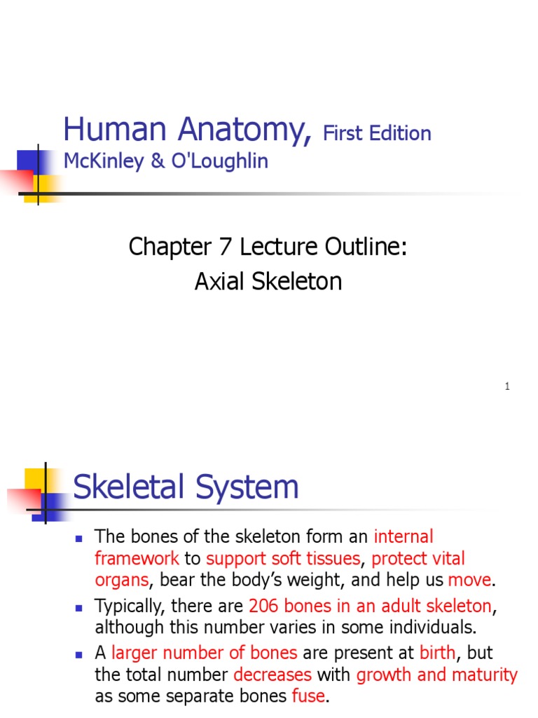 Human Anatomy,: Chapter 7 Lecture Outline: Axial Skeleton | PDF ...