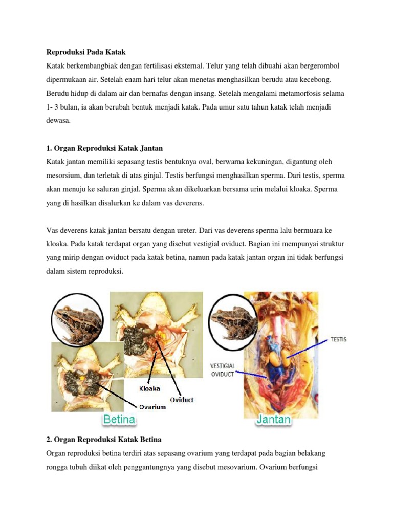 Reproduksi Pada Katak | PDF