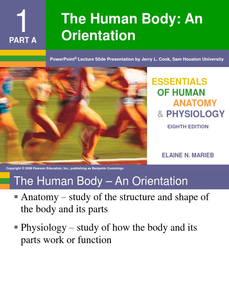CH 1 - Human Body Orientation | PDF | Homeostasis | Human Body