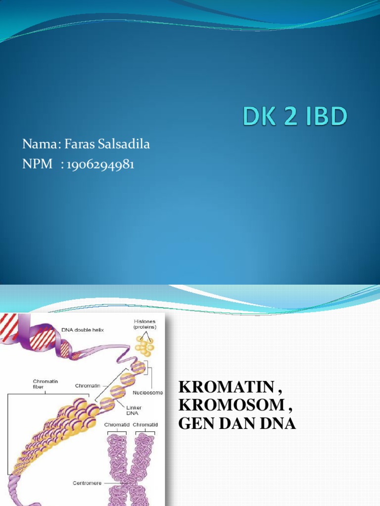 Dk2 Faras Salsadila 1906294981 | PDF | Sains & Matematika