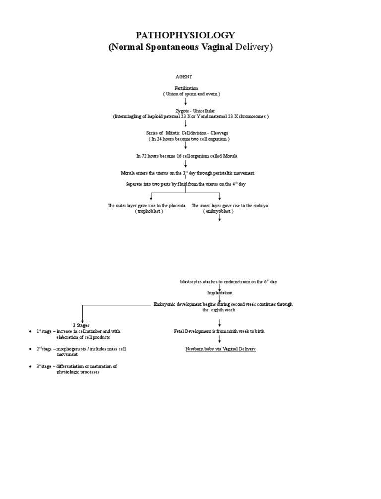 Pathophysiology (Normal Spontaneous Vaginal Delivery) | PDF